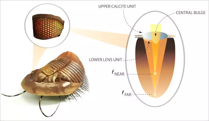 NIST giet prehistoarysk mei natuer-ynspirearre Metalens Imaging Technology 3526_1