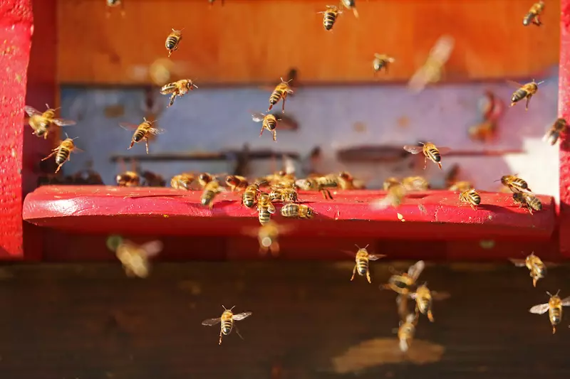 Swarms of Bees الهام بخش برنامه ریزی حرکتی جدید در رباتیک است 985_2